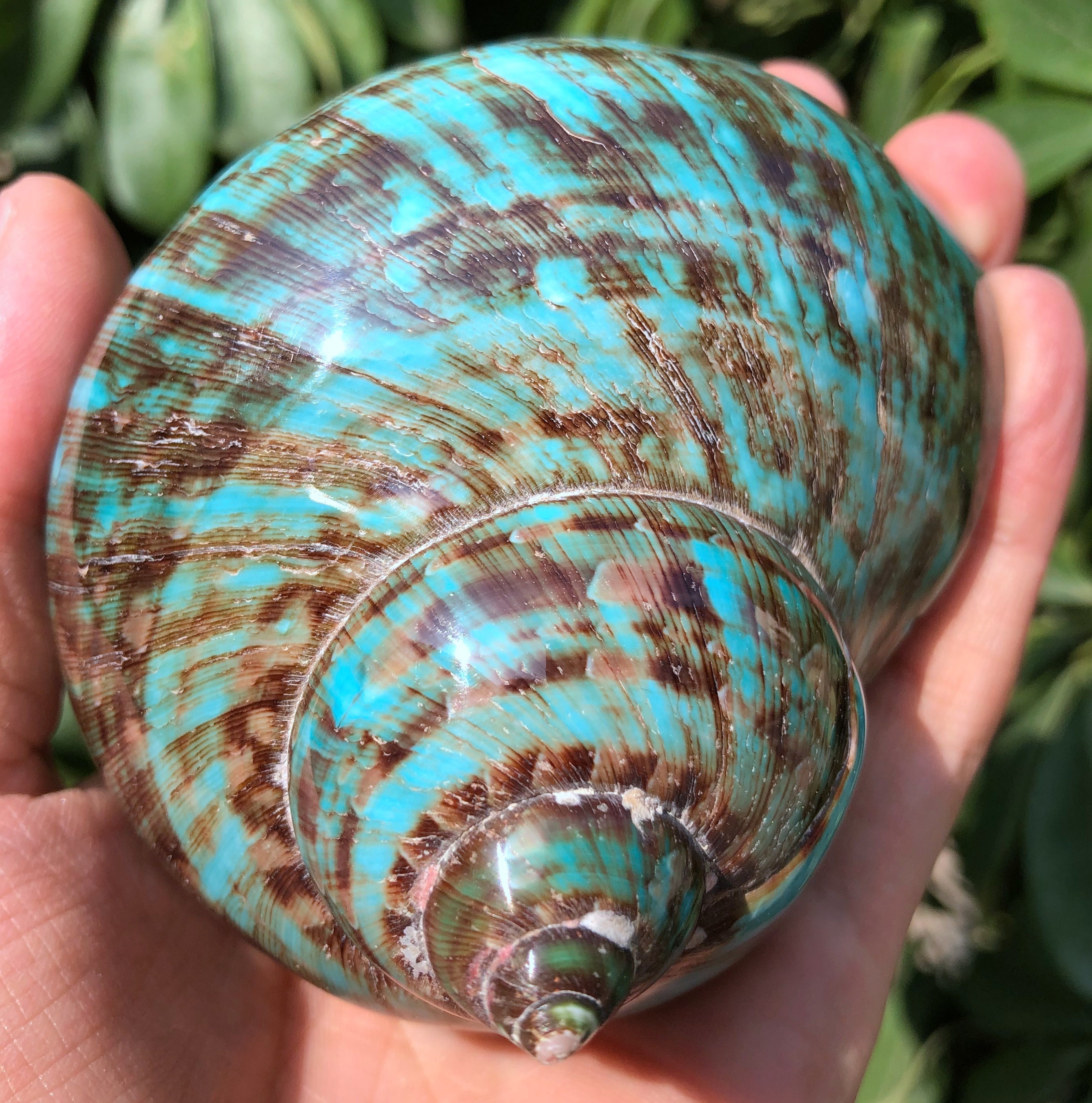 Natural Large Sea Snail Decoration/big Seashell Decor/sea - Etsy