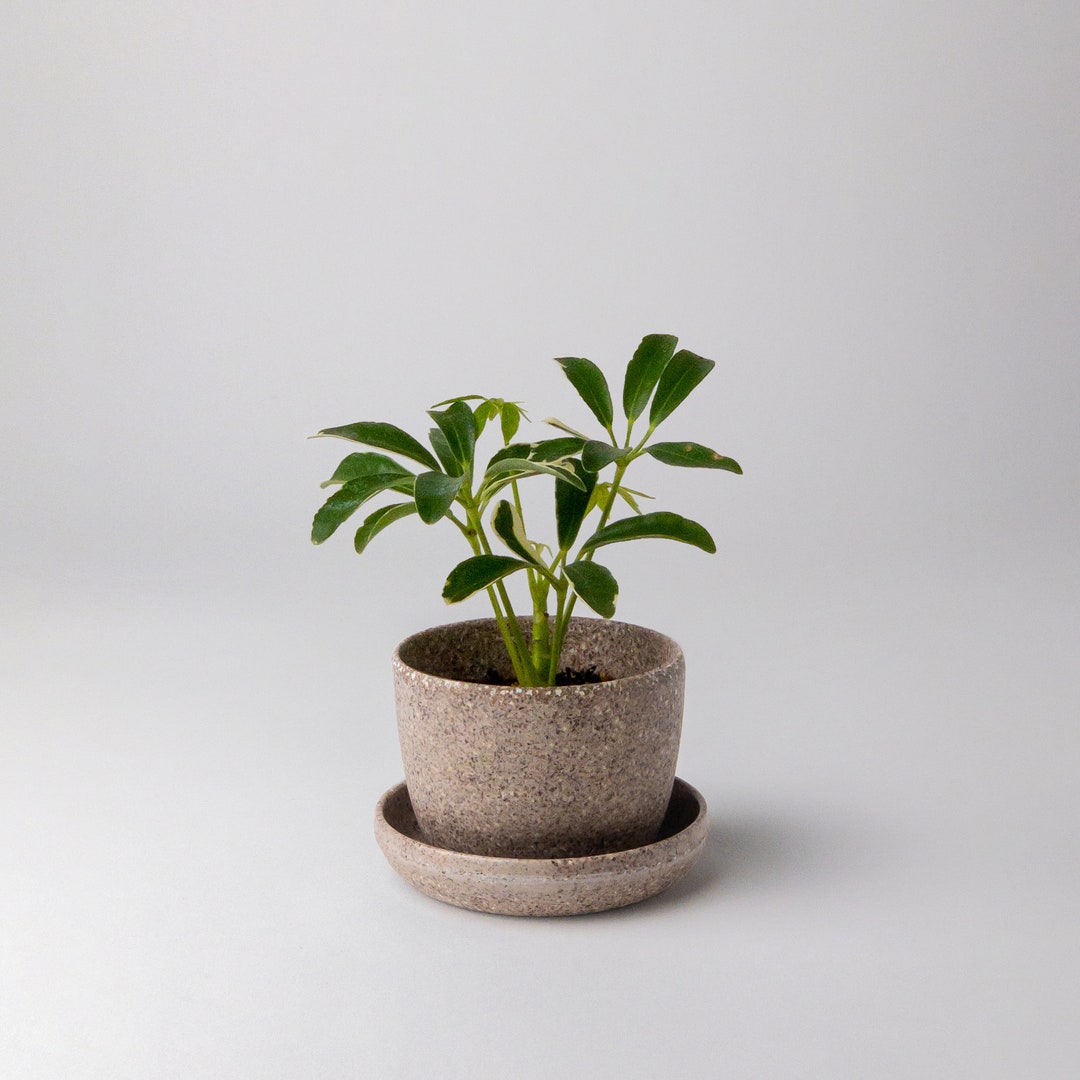 Nut Husk Mini Planter Pot | Indoor Succulent Planter Pot | Modern ...