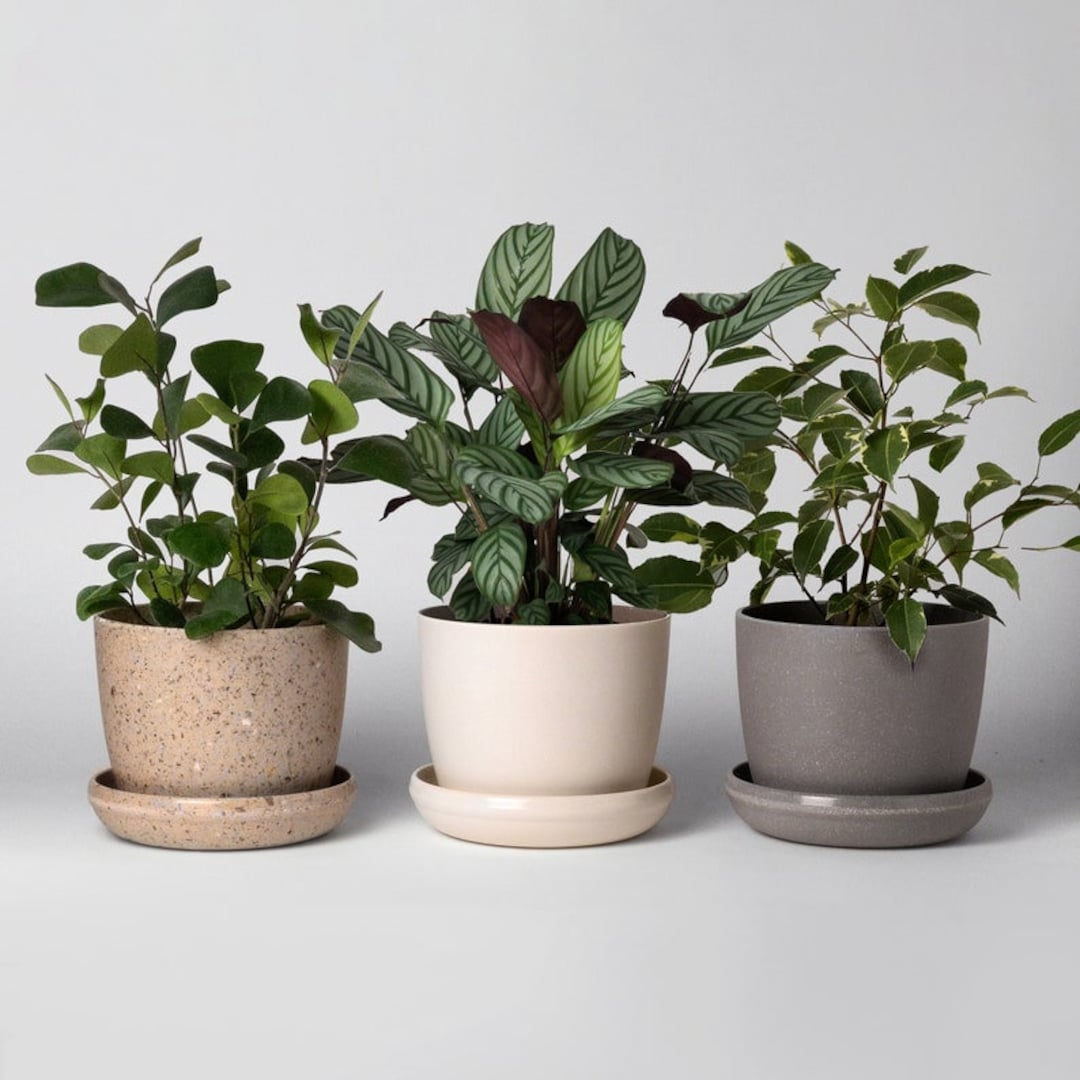 5" Planter Pot | Small Planters | Indoor Succulent Planter Pot | Modern ...