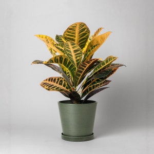 7" Planter Pot W Saucer Drainage Hole & Plug • Tapered Angled Planter ...