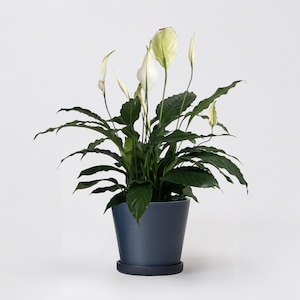 7" Planter Pot W Saucer Drainage Hole & Plug • Tapered Angled Planter ...