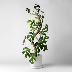 Bendable & Stackable Coco Coir Pole | 24" Moss Pole | Trailing Plant ...