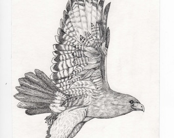 Drawing Red Tail Hawk - Etsy