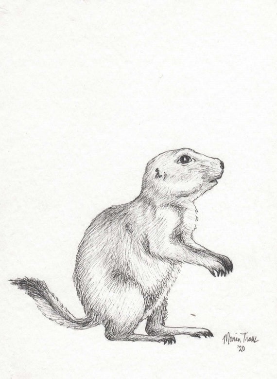 Prairie Dog Drawing Step By Step