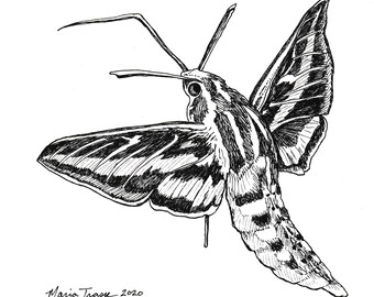 Hummingbird Moth - Etsy