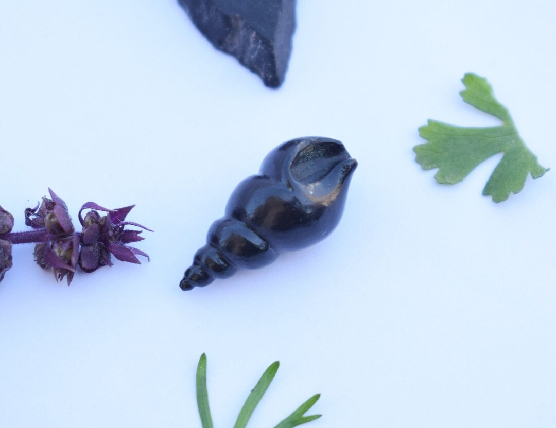 Sea Shell Charms, Arrow Dwarf Triton, Black Onyx Natural Carved ...