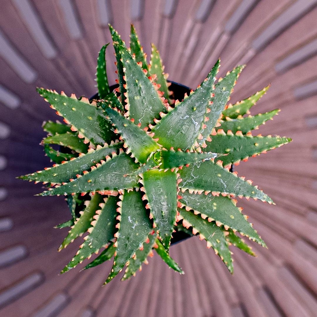 Aloe Christmas Sleigh Hybrid. Part of the Star Aloe Collection - Etsy