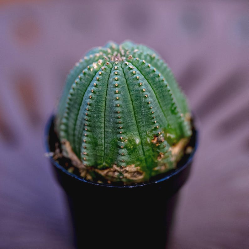 Euphorbia Obesa - Basketball Plant in 2.5 Inch Pot. - Etsy