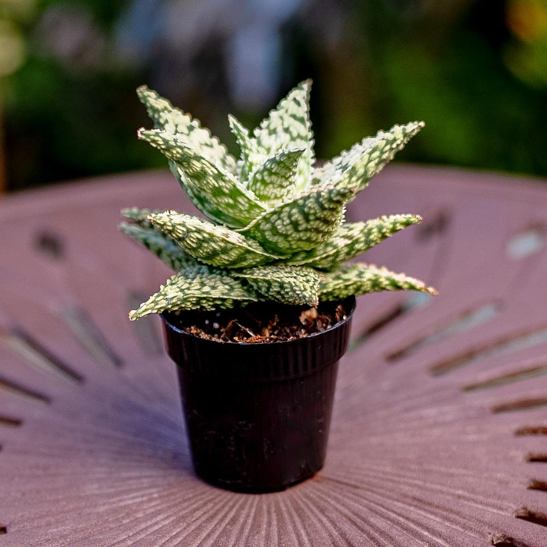 Aloe Firecracker Hybrid in 3.5 Inch Pot. - Etsy