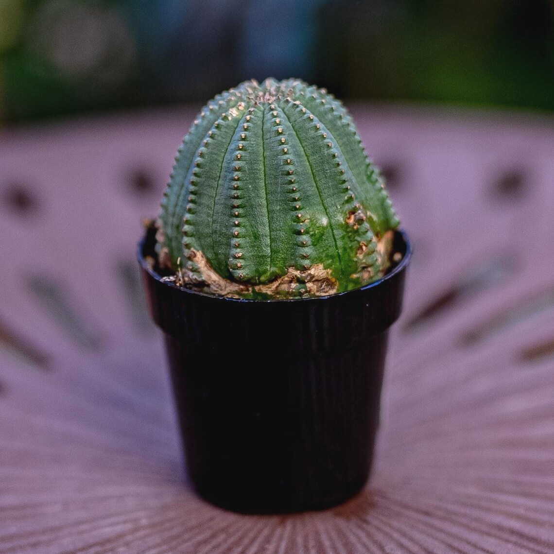 Euphorbia Obesa - Basketball Plant in 2.5 Inch Pot. - Etsy