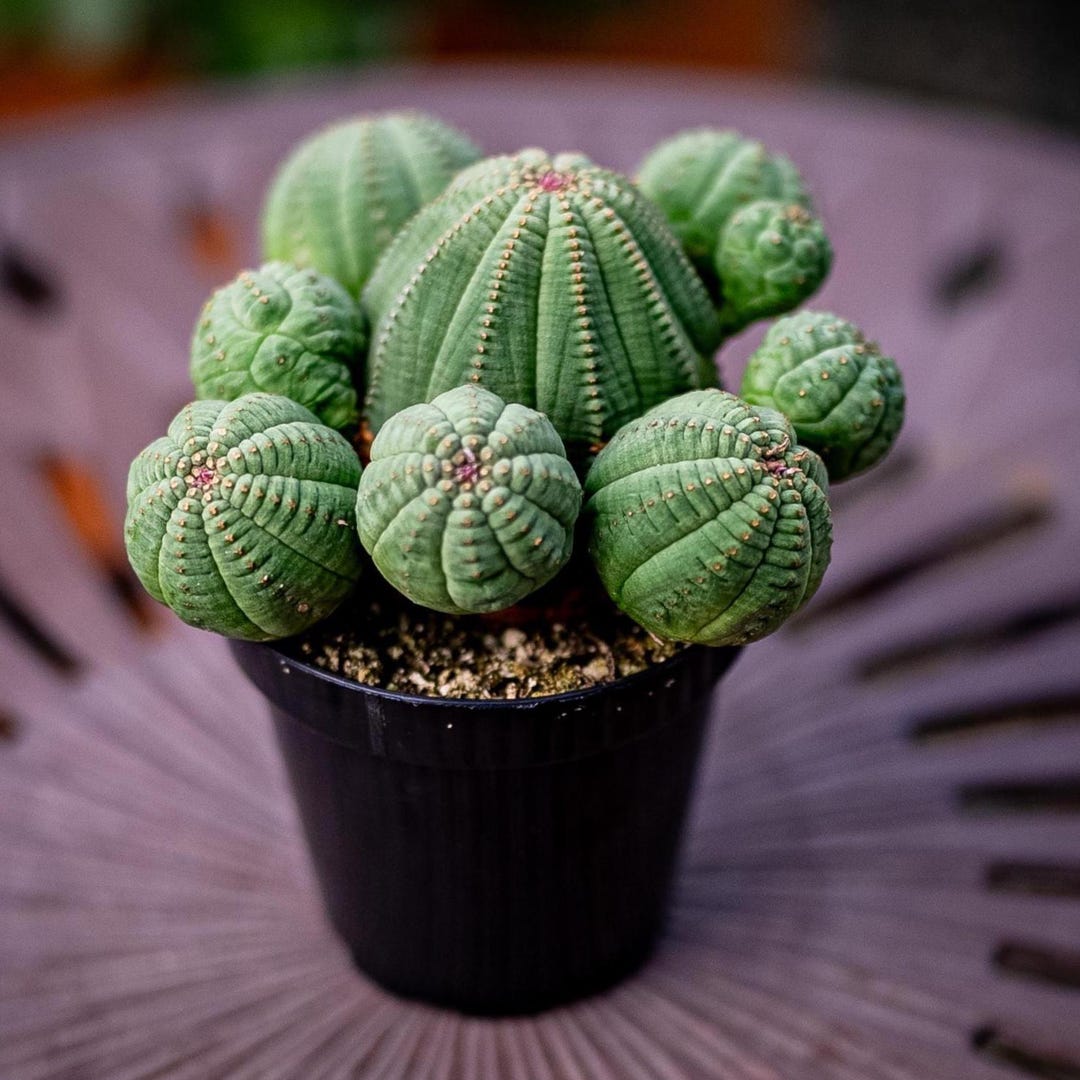 Euphorbia Obesa /basketball Plant Hybrid Succulent Shown in 3.5” Pot ...