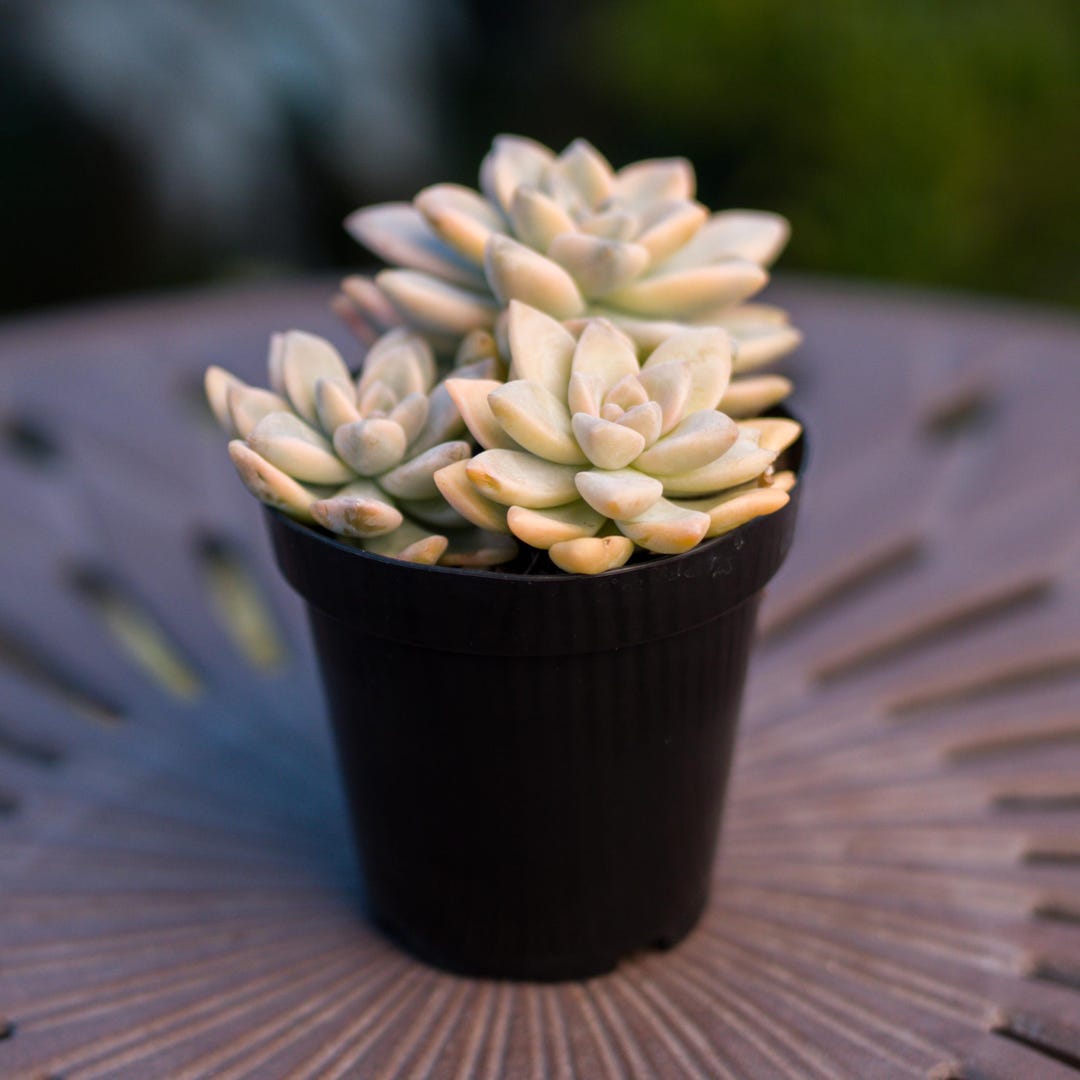Graptopetalum Paraguayense Jester - Rare - 3 Plants in 4” Pot. - Etsy