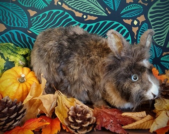 Taxidermy Rabbit - Etsy