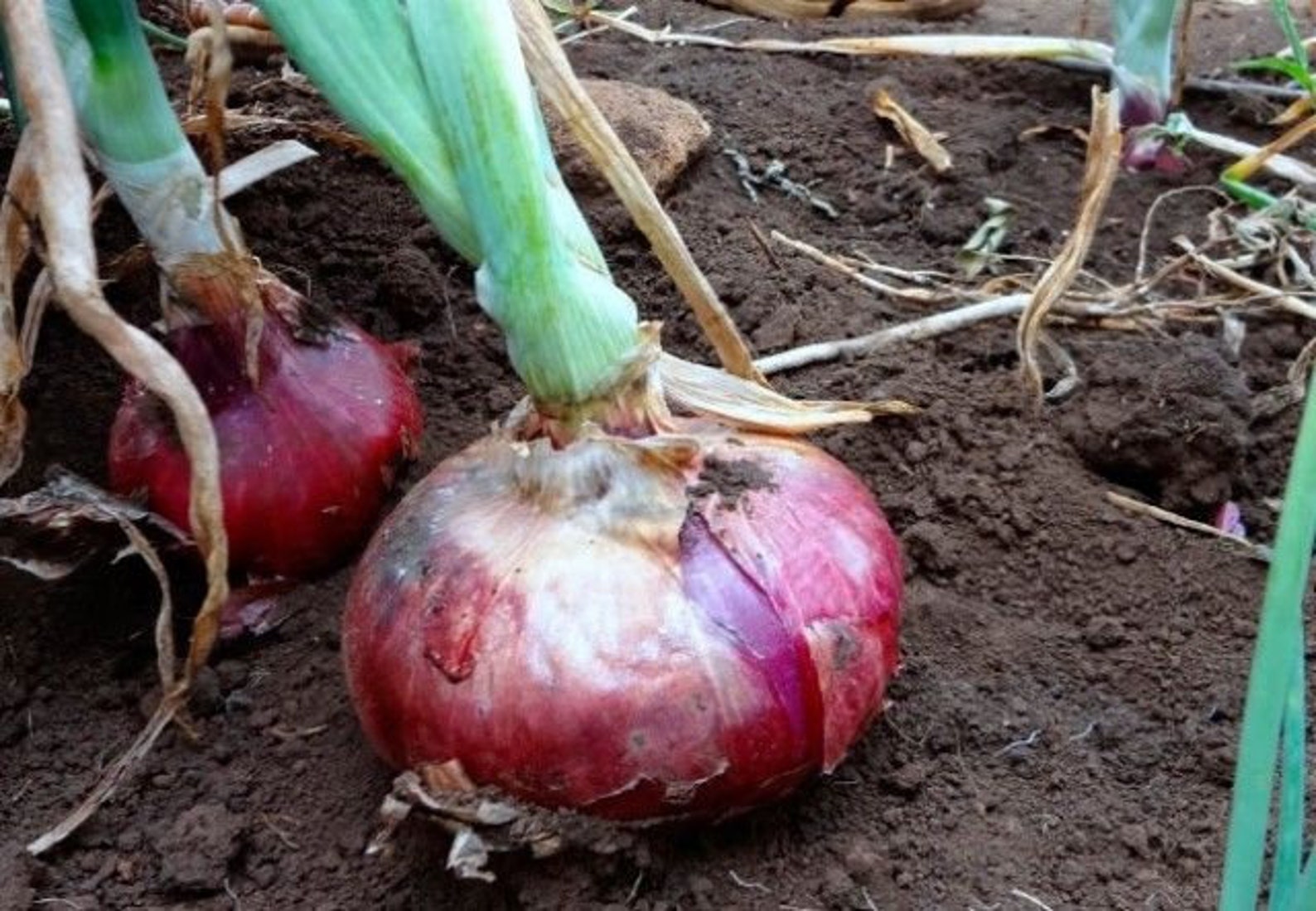 Red Onion Organic Seeds Heirloom Open Pollinated Non GMO - Etsy
