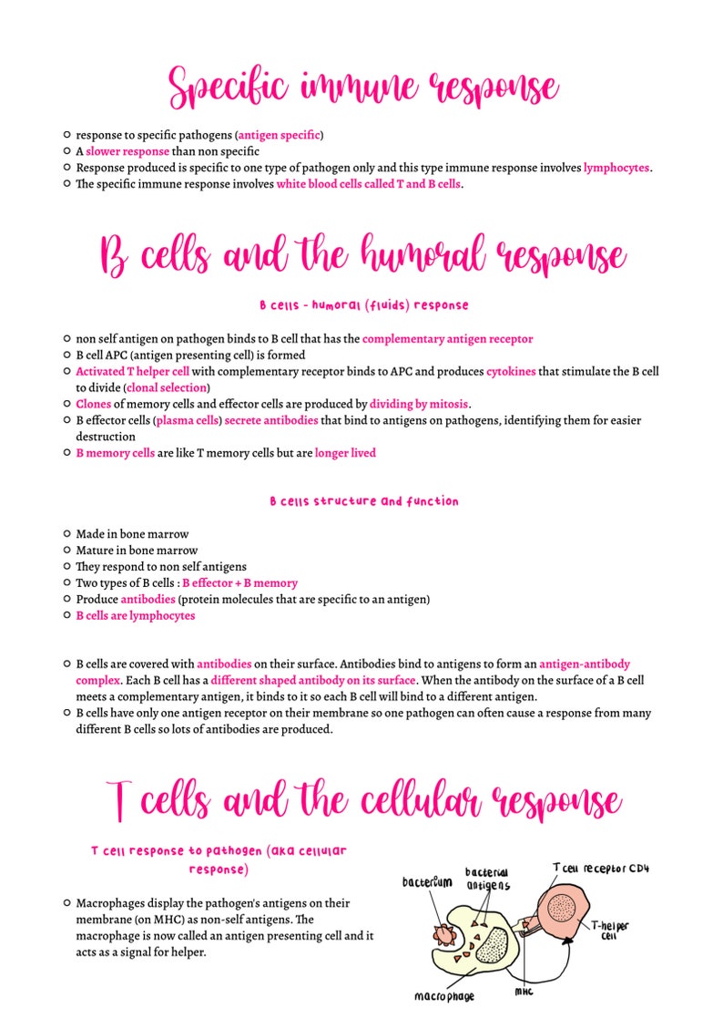 A Level Biology Notes : Infection and Immunity - Etsy