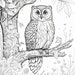 6 Beautiful Birds Printable Coloring Pages, Coloring Sheets for Adults ...
