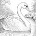 10 Beautiful Birds Printable Coloring Pages, Coloring Sheets for Adults ...