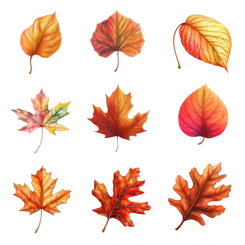 70 Colorful Autumn Leaves Clipart Bundle, High Quality 300 DPI ...