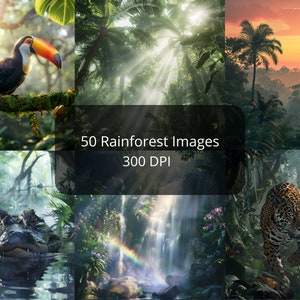 50 High Quality Beautiful Rainforest Images, Rainforest Png, 2000x2000 ...
