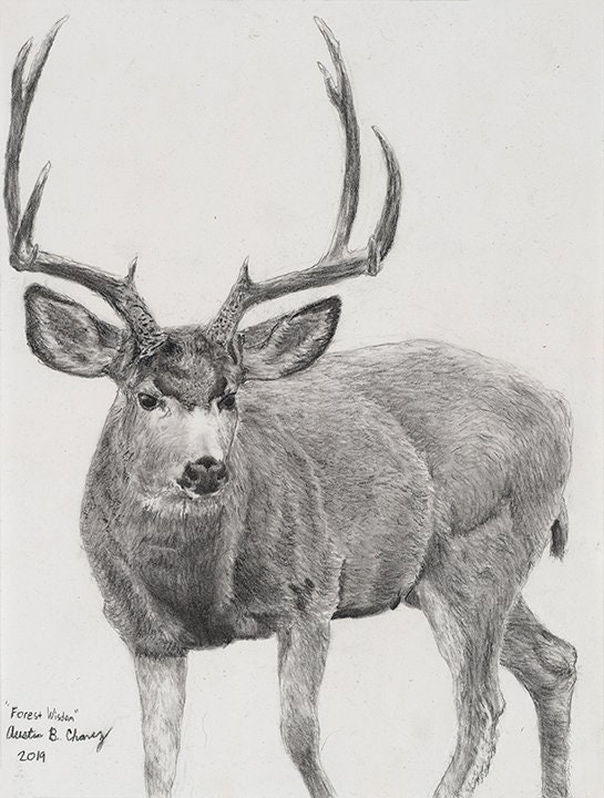 Mule Deer Drawings