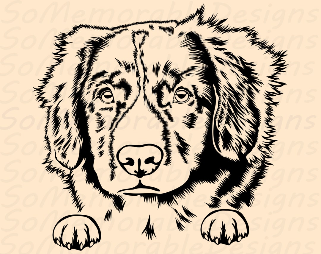Scotia Duck Retriever SVG Cut File for Cricut, Scotia Duck Retriever ...