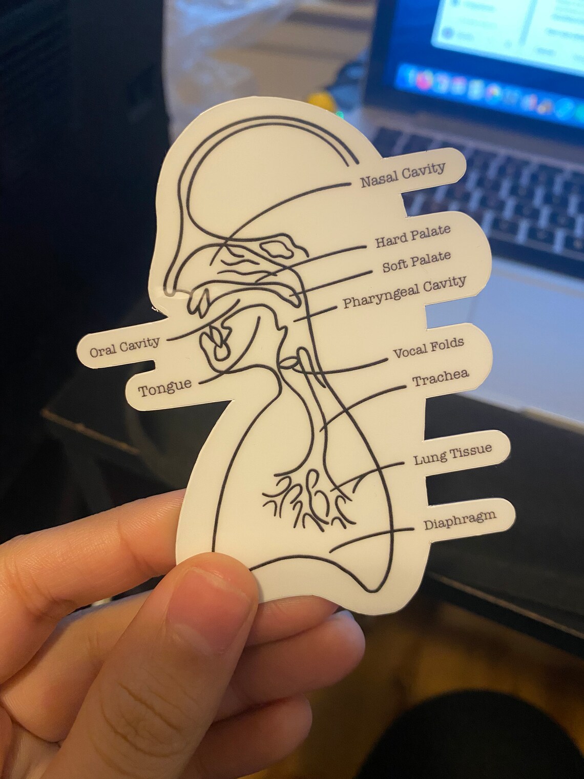 Vocal Anatomy Diagram, IPA Sticker, Voice, Vocal, Singer, Soprano, Alto ...