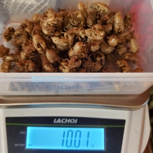 Saved by the Shell Cicada Exoskeletons - Etsy