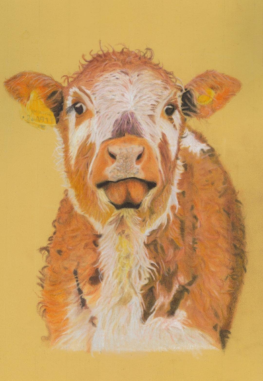 Highland Cow Calf Pencil Print - Limited Edition - Etsy