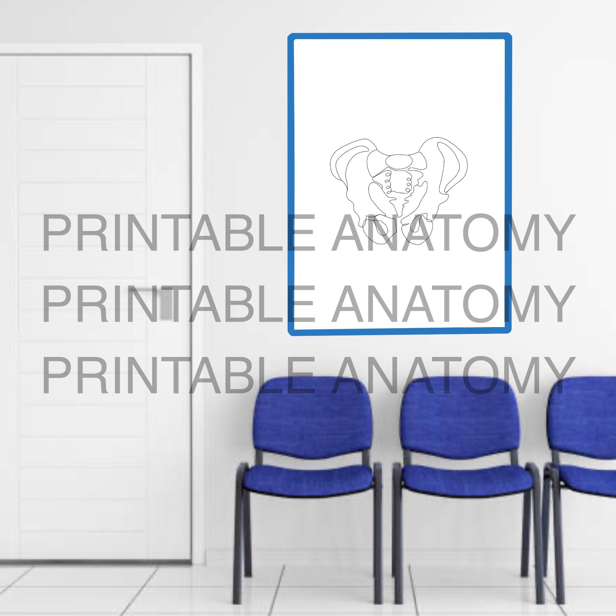 Pelvis, Human Anatomy Print, Abstract Line Art, Pelvic Anatomy ...