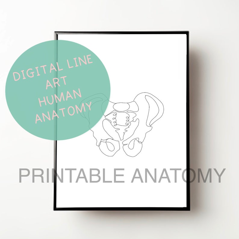 Pelvis, Human Anatomy Print, Abstract Line Art, Pelvic Anatomy ...