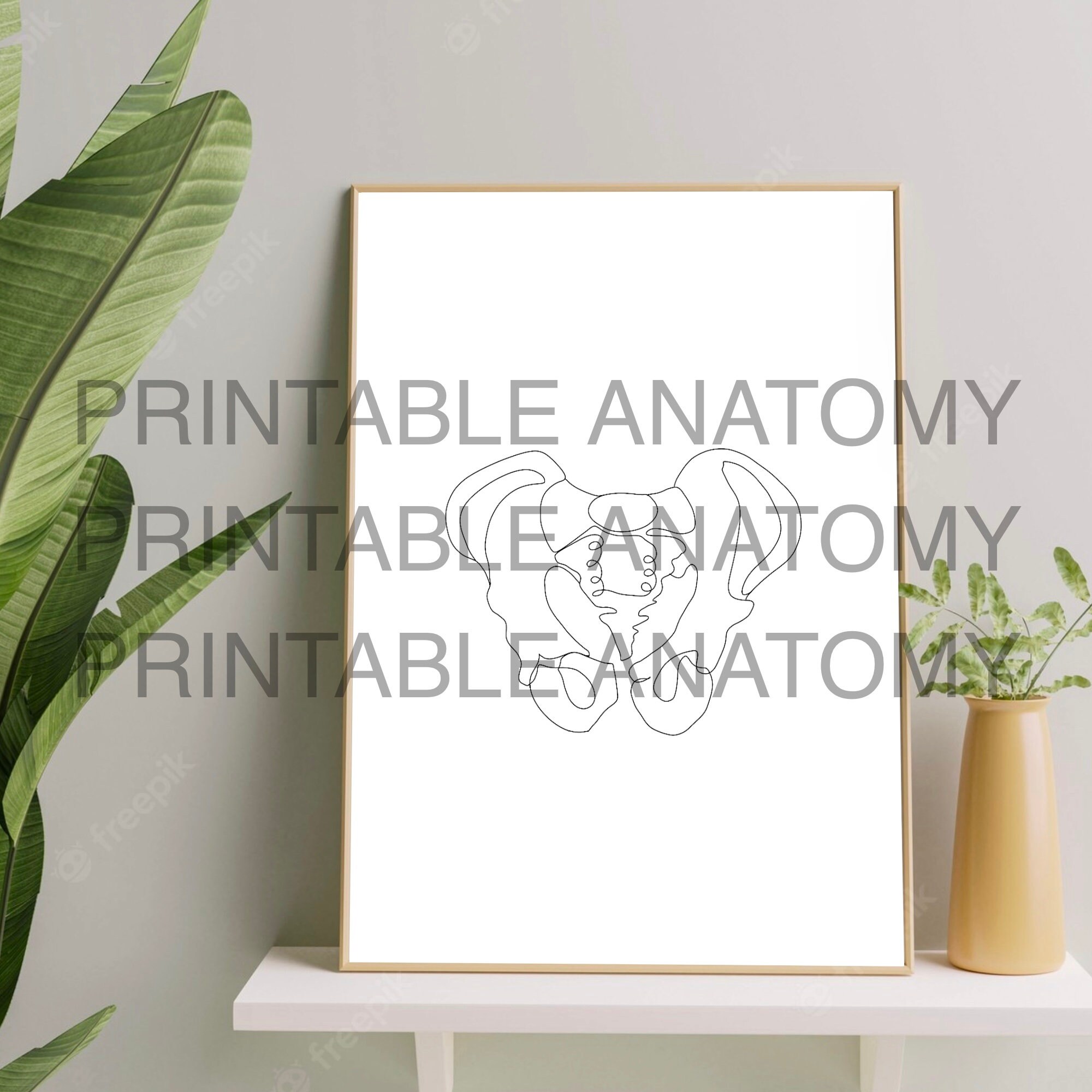 Pelvis, Human Anatomy Print, Abstract Line Art, Pelvic Anatomy ...