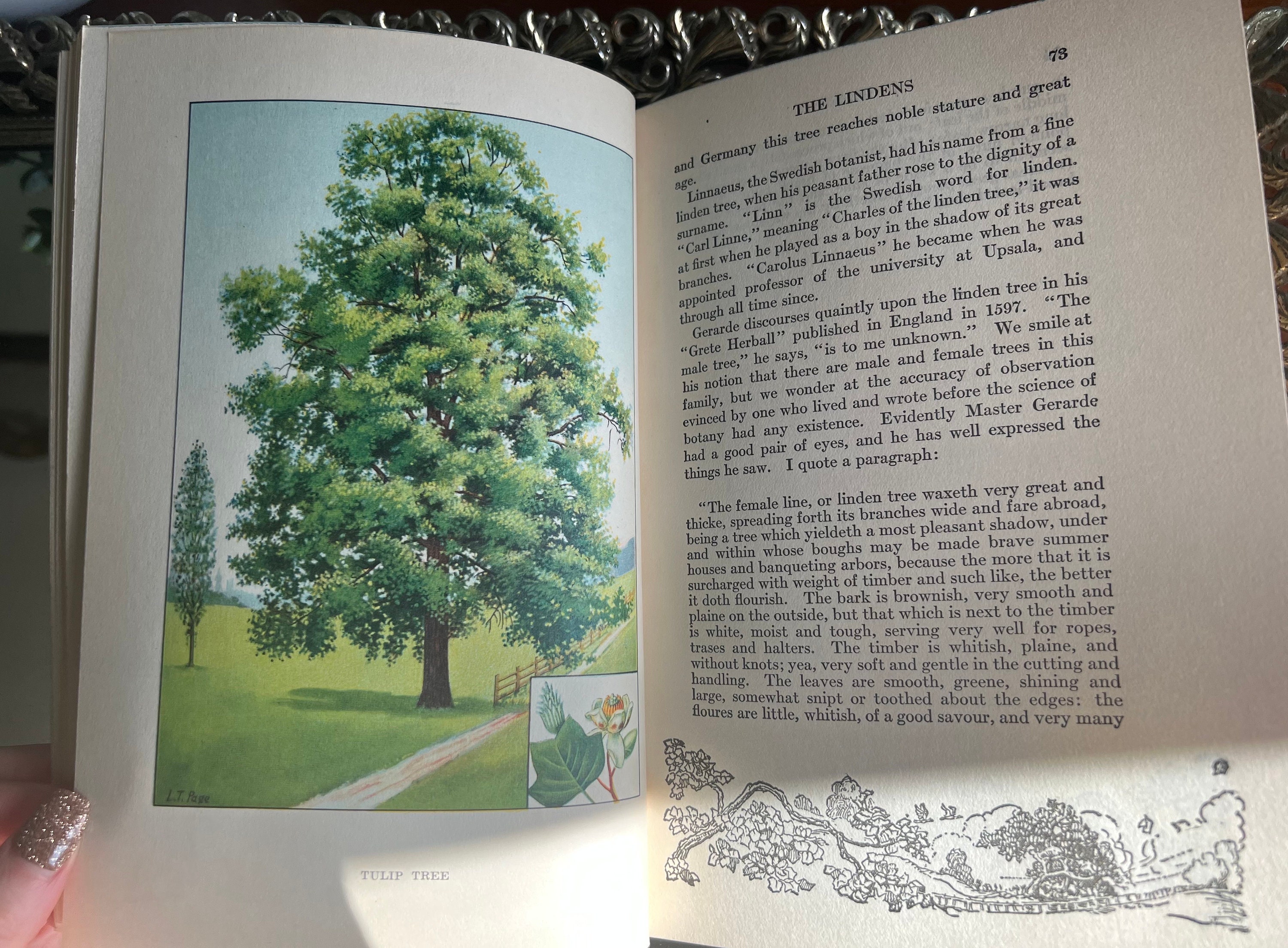 Vintage the Nature Library: Trees Vintage Plant Botanical - Etsy