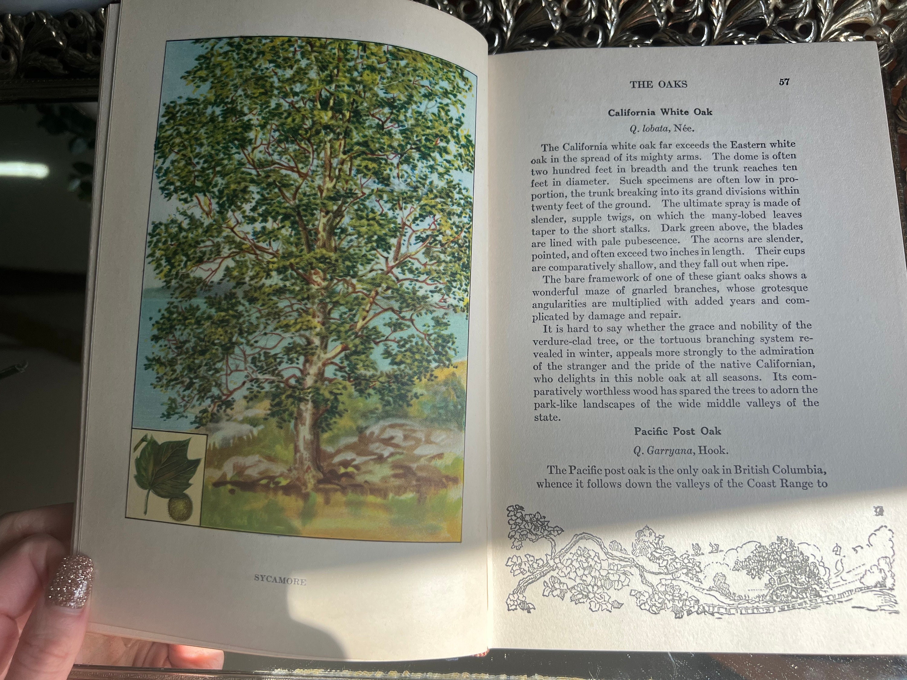 Vintage the Nature Library: Trees Vintage Plant Botanical - Etsy