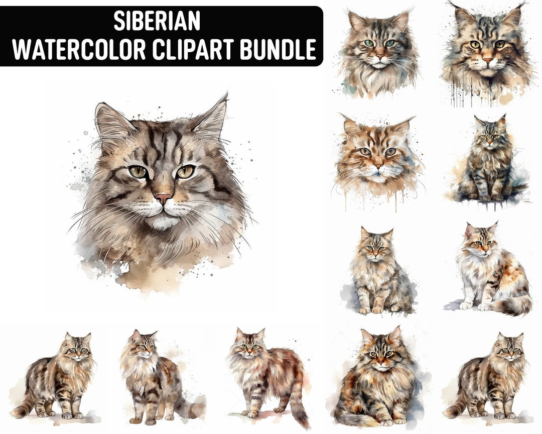 Watercolor Siberian Clipart, 12 High Quality Jpgs, Cat Clipart, Card ...
