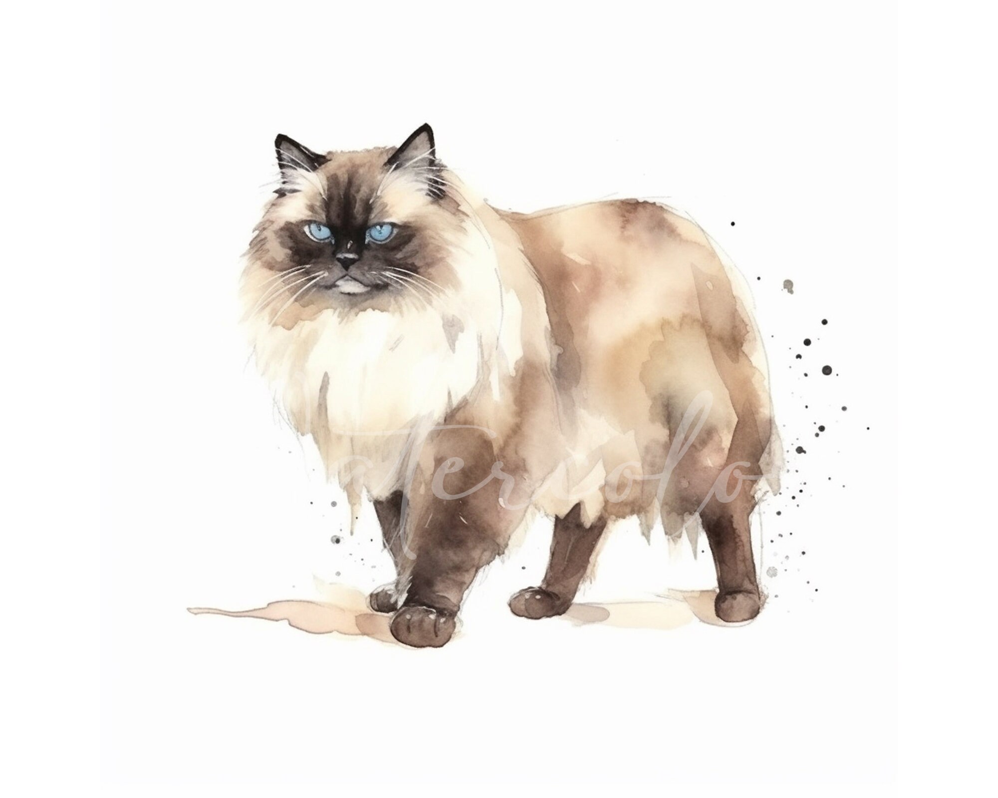 Watercolor Himalayan Clipart 12 High Quality Jpgs Cat - Etsy