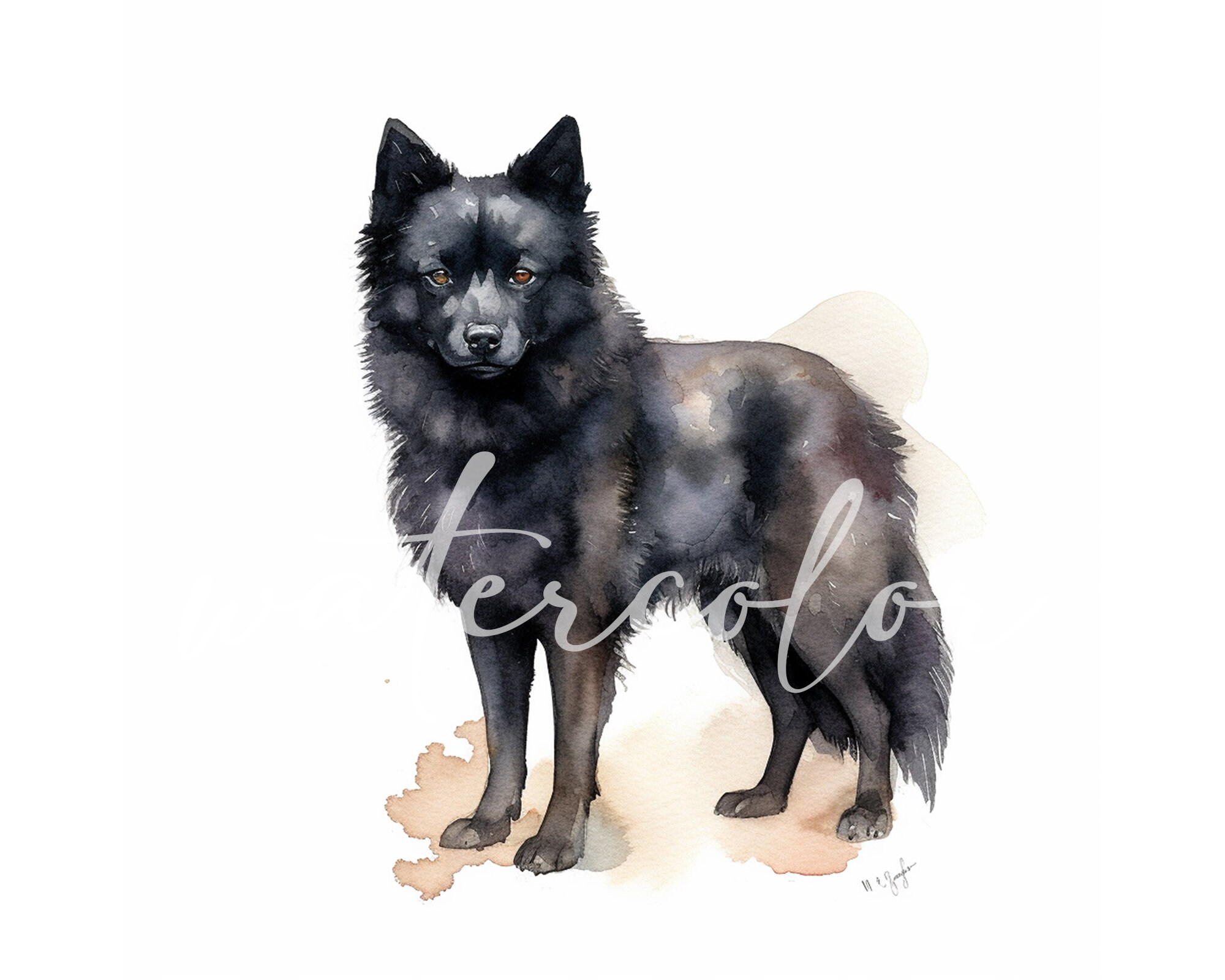 Watercolor Schipperke Clipart, 12 High Quality Jpgs, Dog Clipart, Card ...