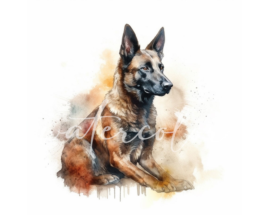 Watercolor Dutch Shepherd Clipart, 12 High Quality Jpgs, Dog Clipart ...