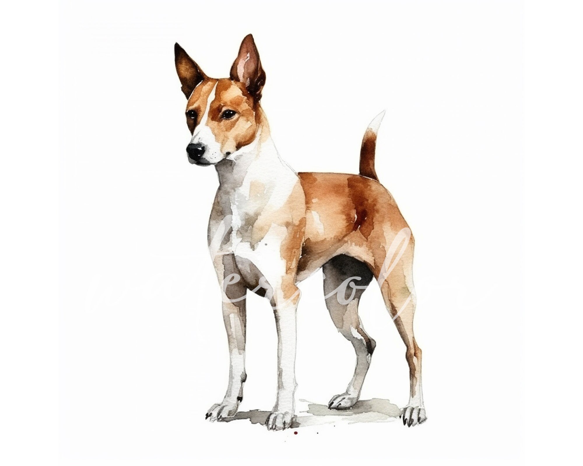 Watercolor Basenji Clipart, 12 High Quality Jpgs, Dog Clipart, Card ...