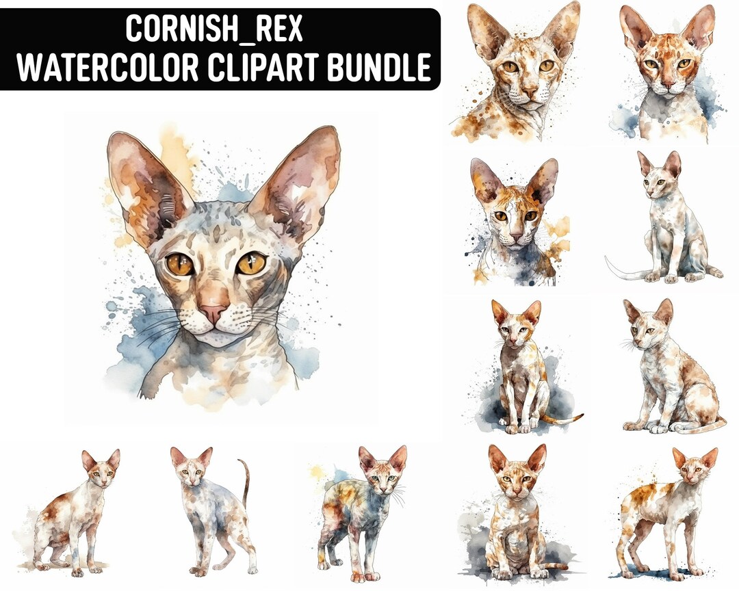 Watercolor Cornish Rex Clipart 12 High Quality Jpgs Cat - Etsy
