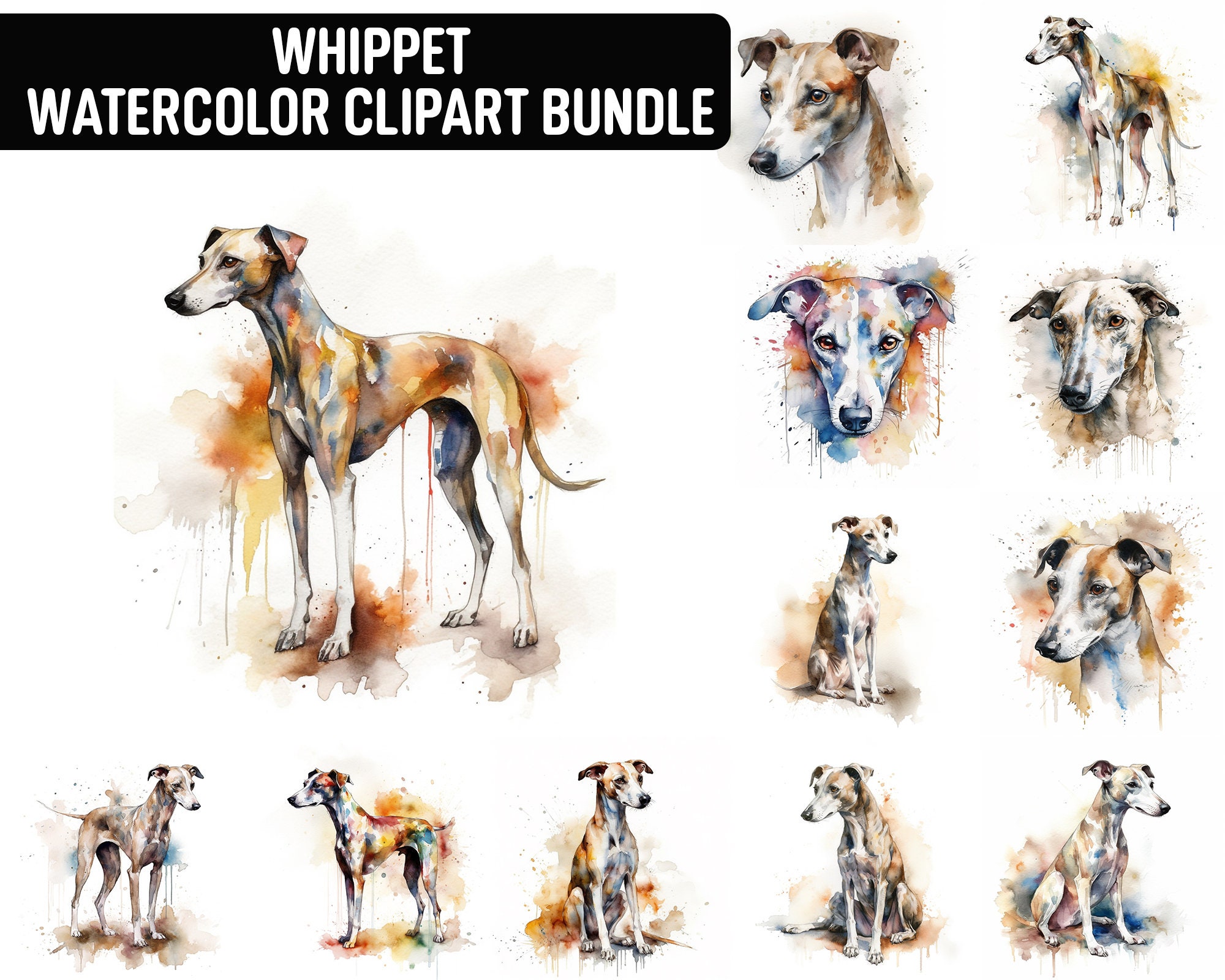 Watercolor Whippet Clipart, 12 High Quality Jpgs, Dog Clipart, Card ...