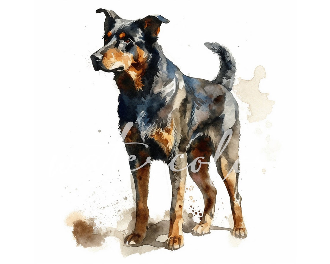 Watercolor Beauceron Clipart, 12 High Quality Jpgs, Dog Clipart, Card ...