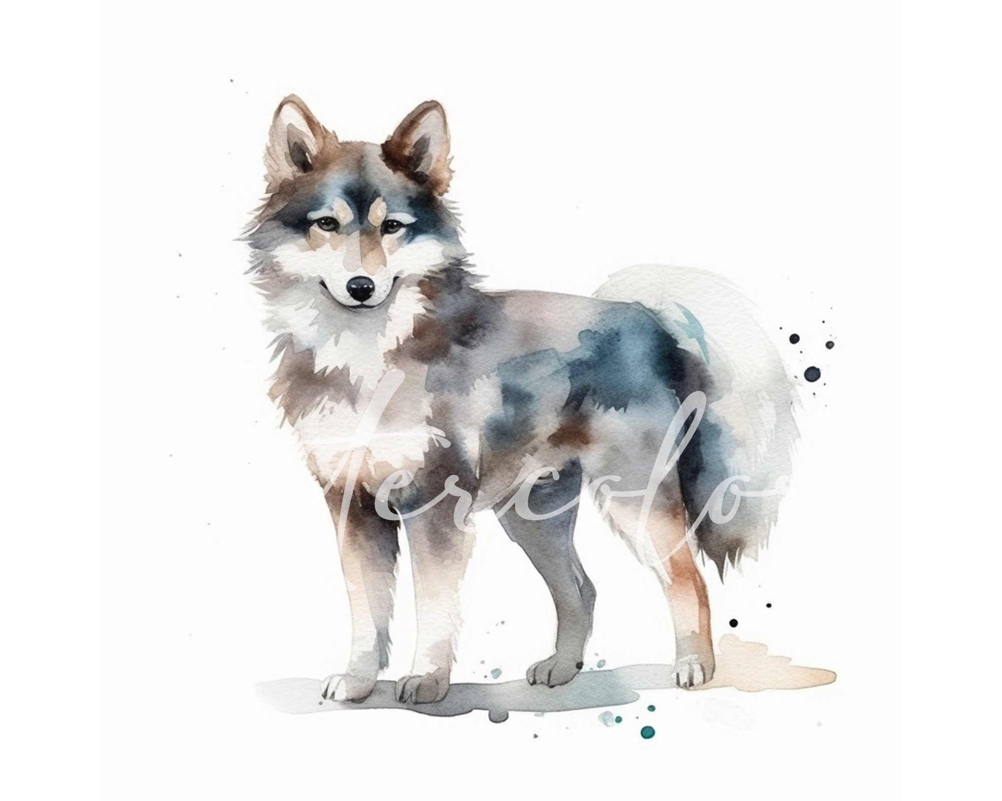 Watercolor Pomsky Clipart 12 High Quality Jpgs Dog Clipart - Etsy