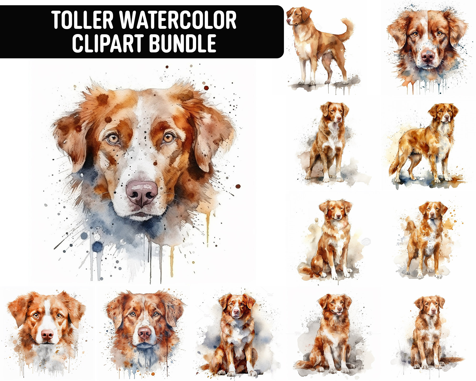 Watercolor Toller Clipart, 12 High Quality Jpgs, Dog Clipart, Card ...