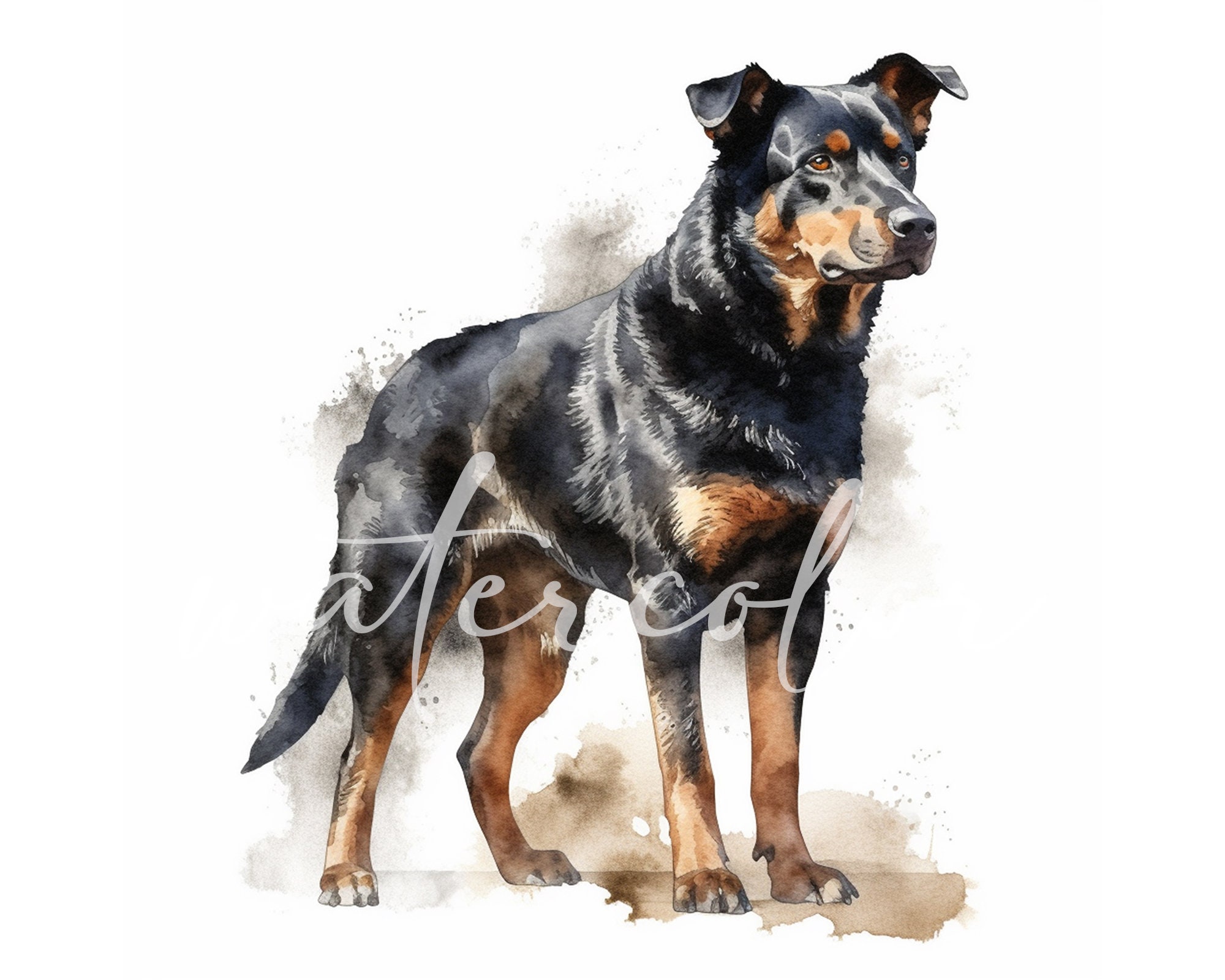 Watercolor Beauceron Clipart, 12 High Quality Jpgs, Dog Clipart, Card ...
