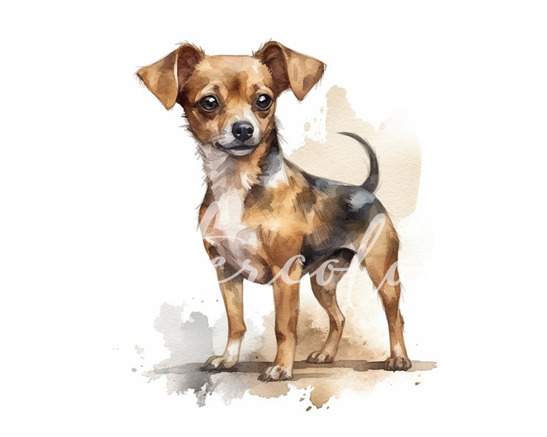 Watercolor Chiweenie Clipart, 12 High Quality Jpgs, Dog Clipart, Card ...