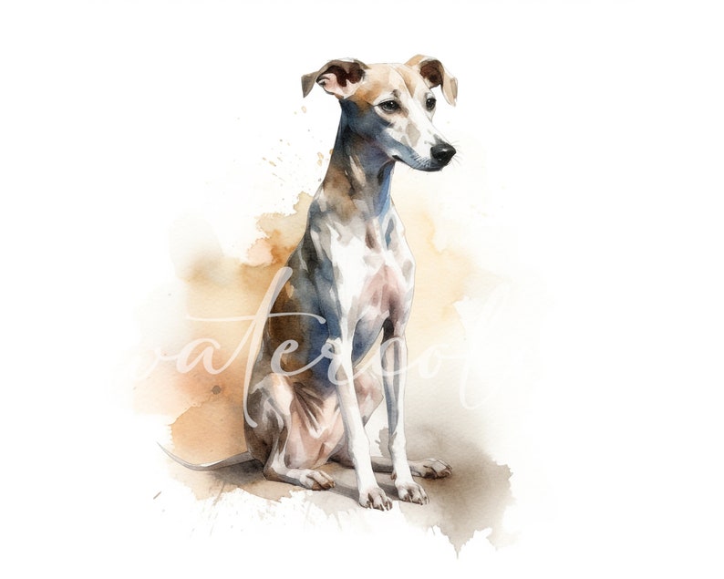Watercolor Whippet Clipart, 12 High Quality Jpgs, Dog Clipart, Card ...
