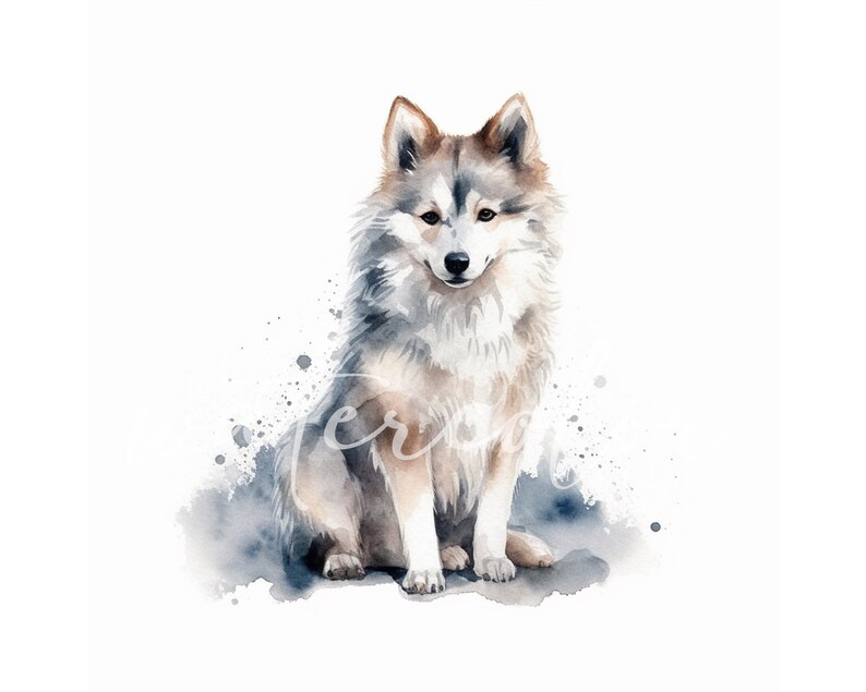 Watercolor Pomsky Clipart 12 High Quality Jpgs Dog Clipart - Etsy