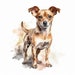 Watercolor Chiweenie Clipart, 12 High Quality Jpgs, Dog Clipart, Card ...