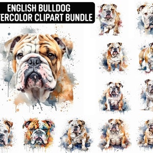 Watercolor English Bulldog Clipart, 12 High Quality Jpgs, Dog Clipart ...