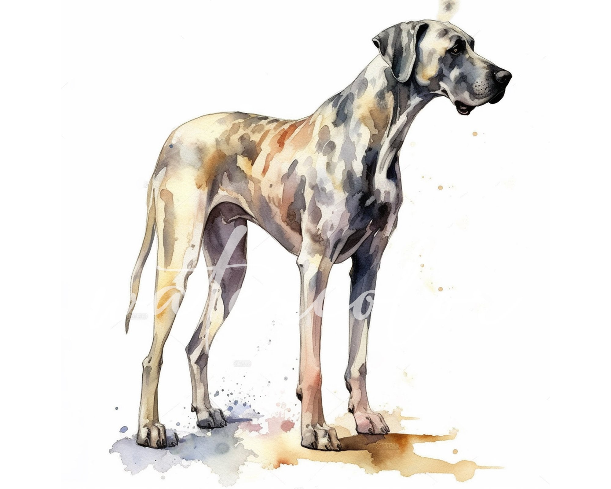 Watercolor Great Dane Clipart, 12 High Quality Jpgs, Dog Clipart, Card ...